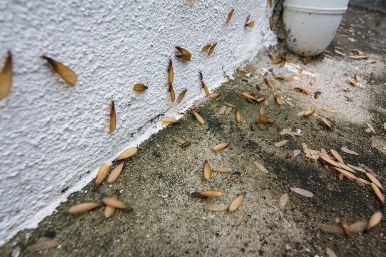 Termite Treatments in Ellicott City, MD - My Pest Pros