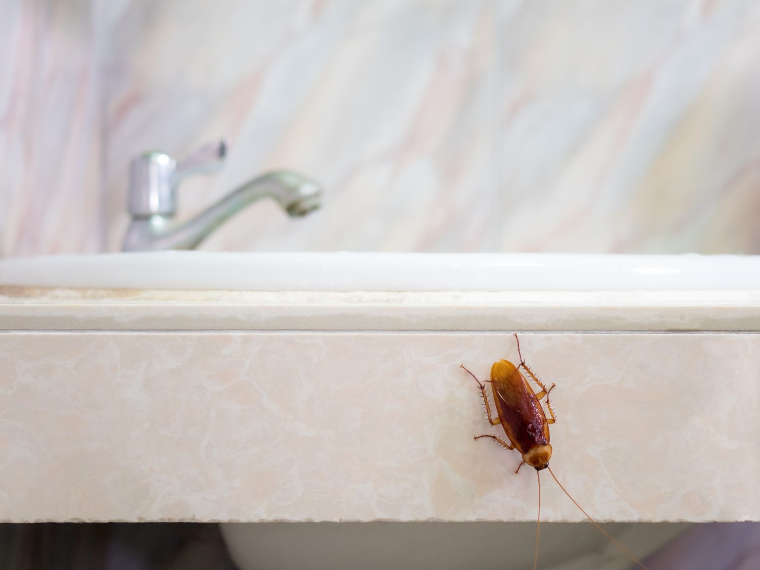 Water Bugs in Virginia and Maryland Homes | My Pest Pros