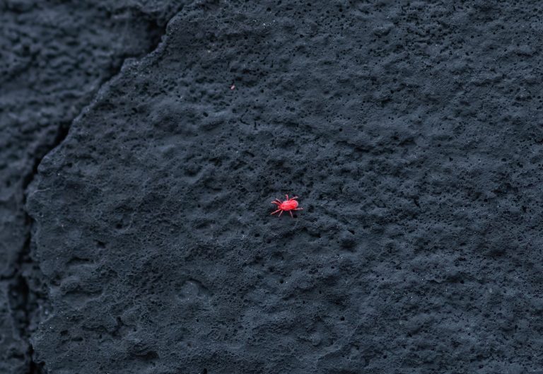 Get Rid of Little Red Bugs on Your Patio Easily