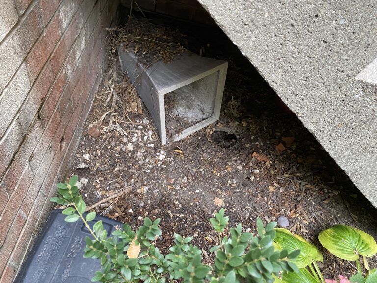 Rat Burrows: Identifying, Preventing, and Eliminating