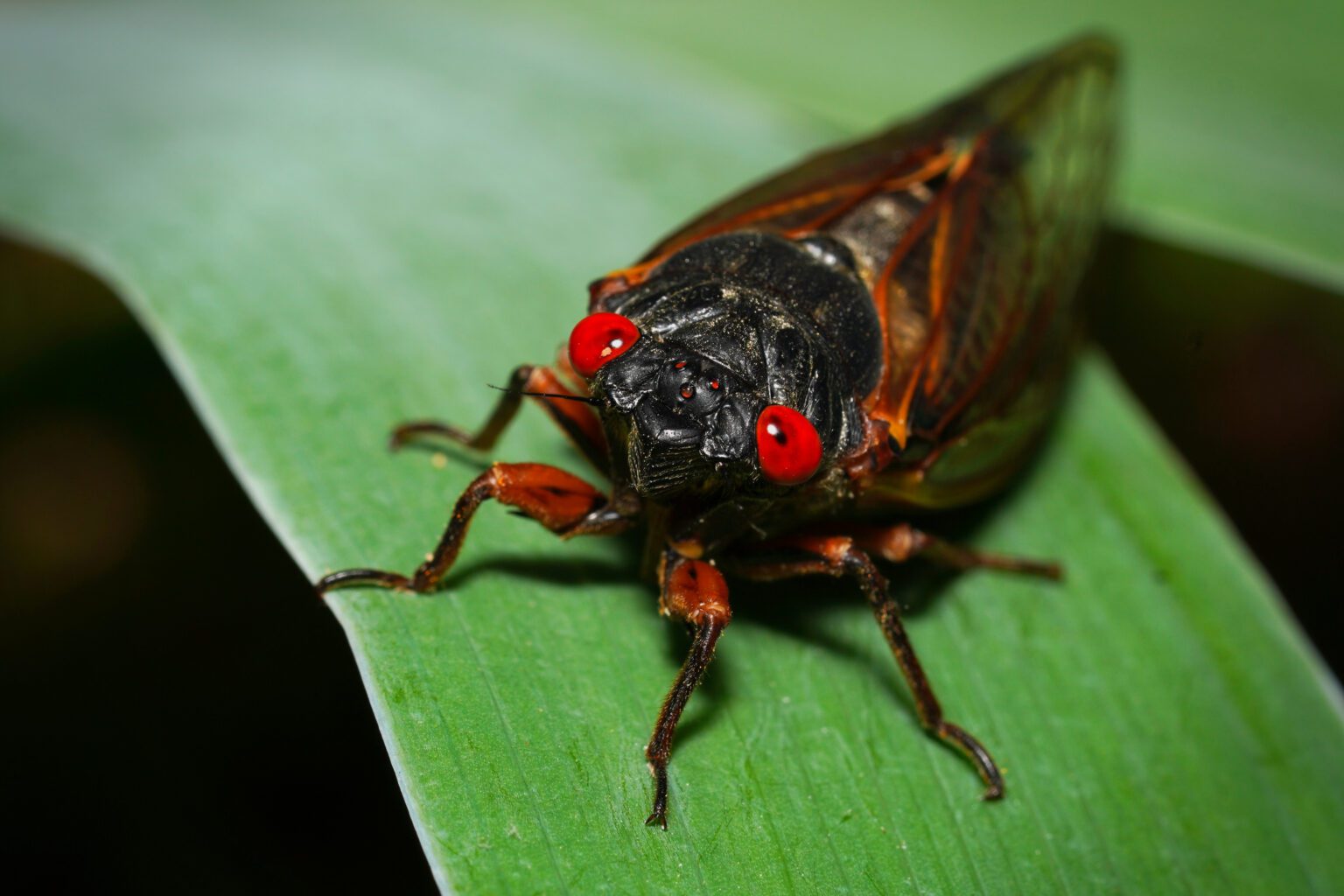 Cicada Emergence Patterns in Virginia | My Pest Pros