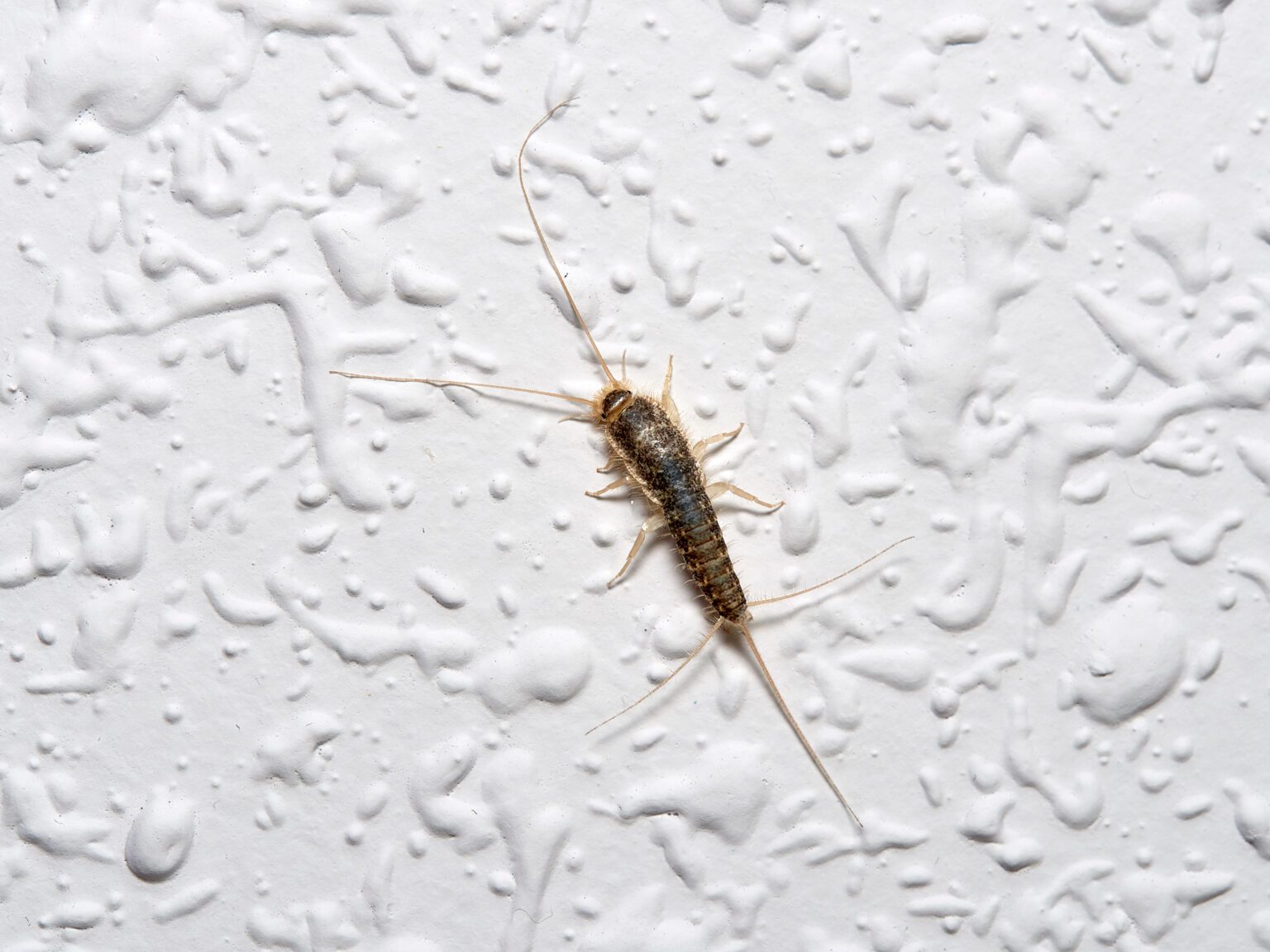 When Are Silverfish Most Active in Reston? | My Pest Pros