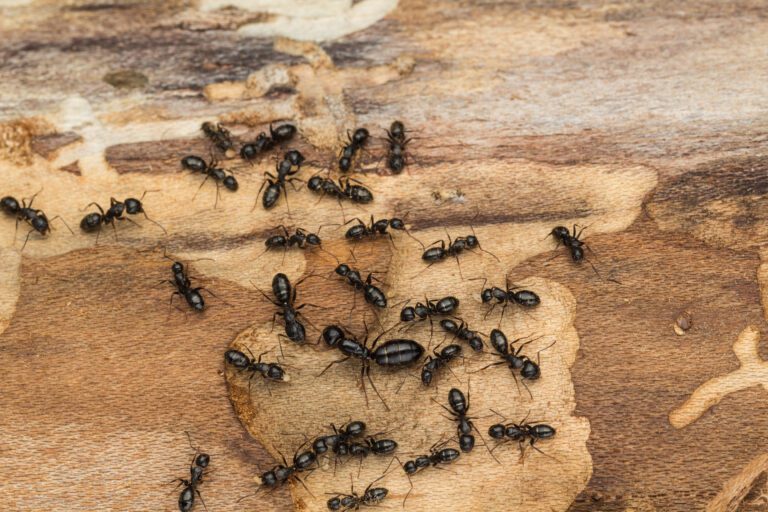How Carpenter Ants Can Harm Your Home | My Pest Pros
